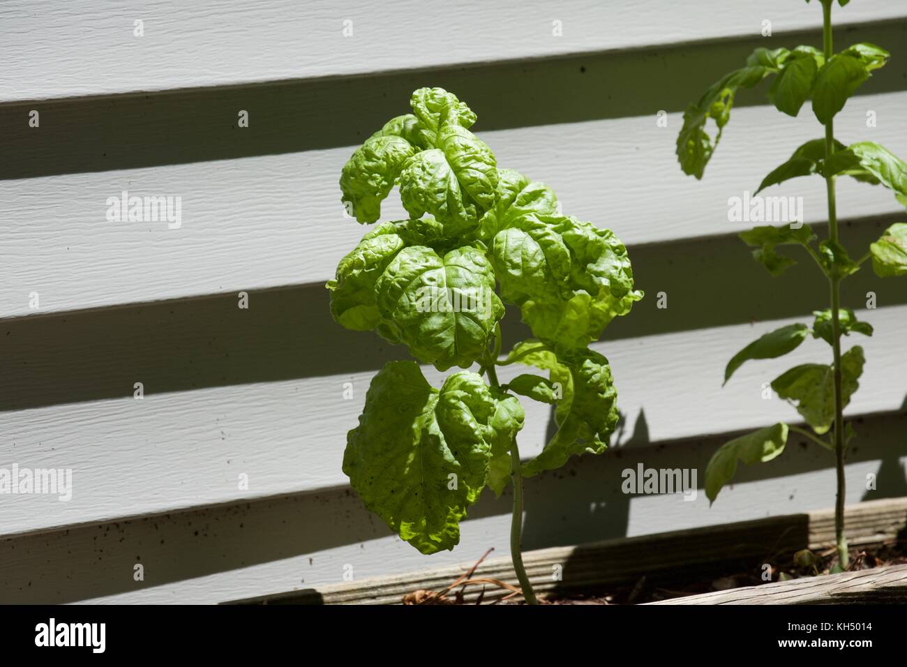 Basil garden hi-res stock photography and images - Alamy