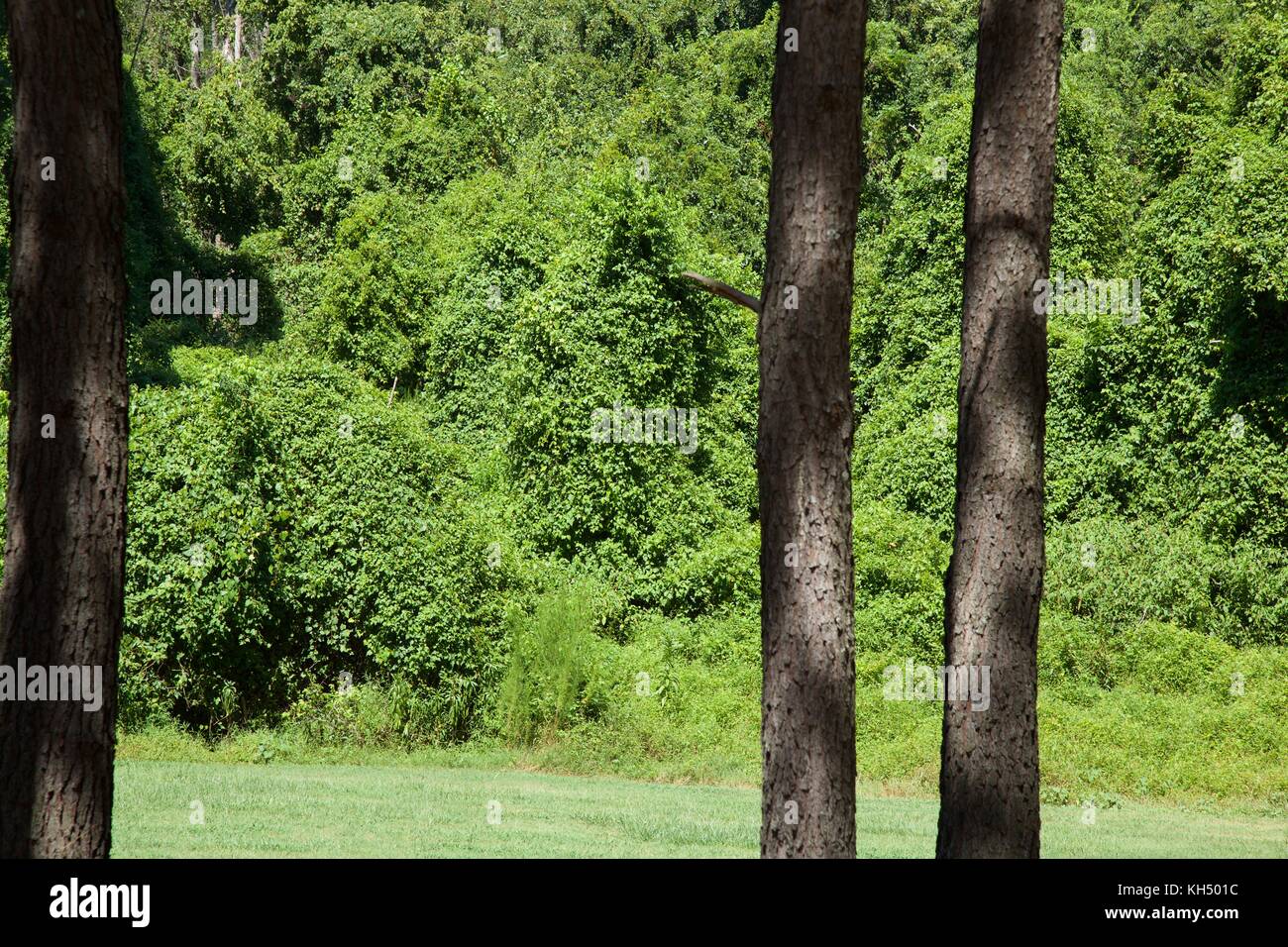 Kudzu vine hi-res stock photography and images - Alamy