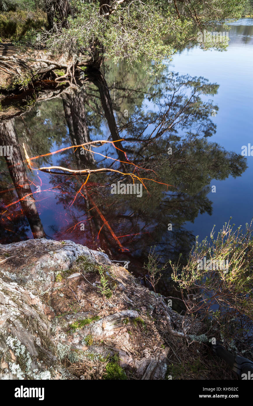 Glen feshie uath lochans cairngorms hi-res stock photography and images ...