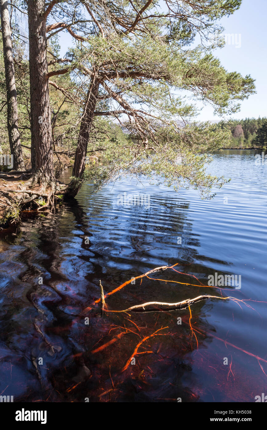 Uath Lochan at Glen Feshie in the Highlands of Scotland Stock Photo - Alamy