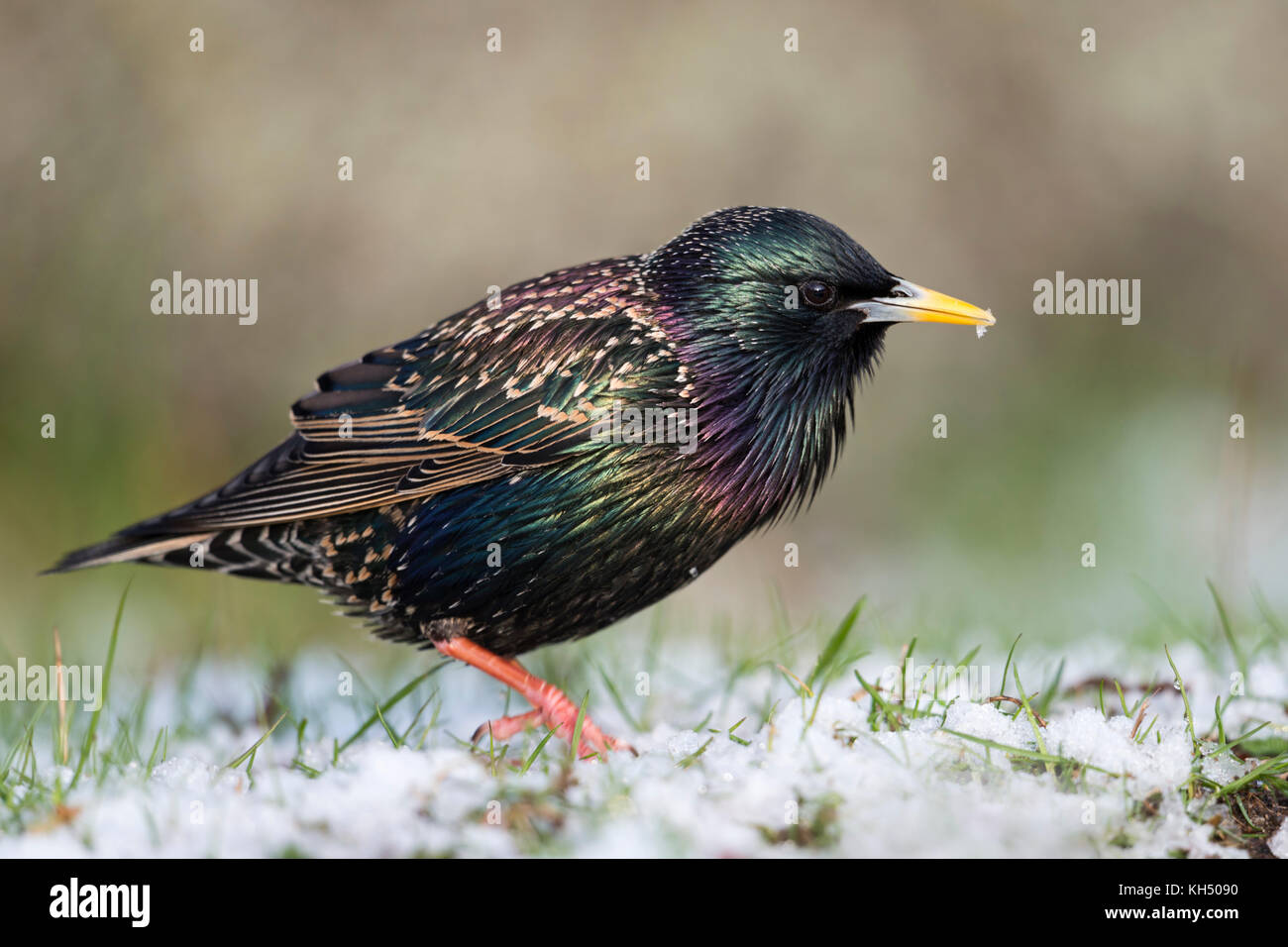 Surprised bird adult hi-res stock photography and images - Alamy