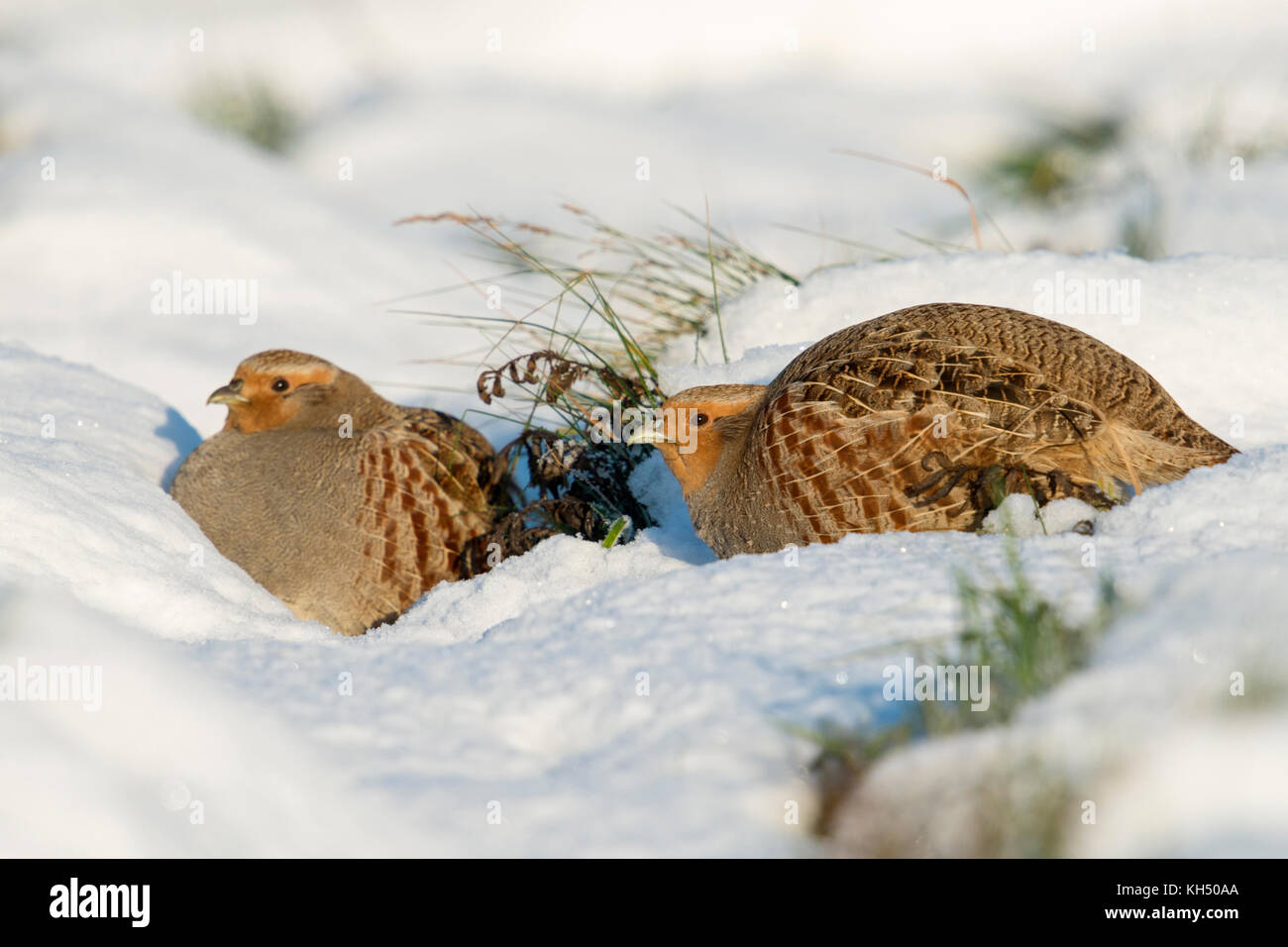 Grey Partridges / Rebhuehner ( Perdix perdix ), resting, lying in snow ...