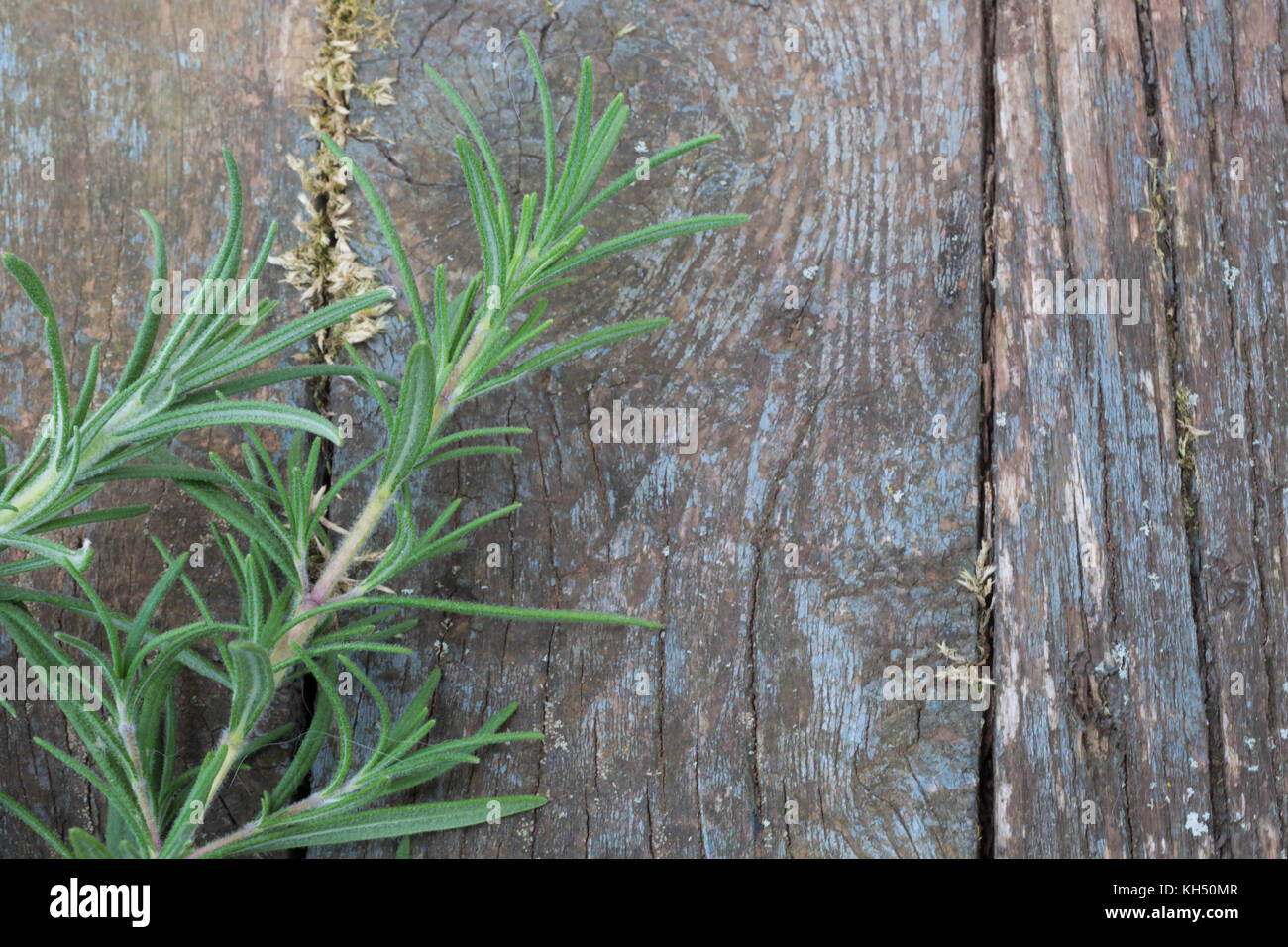 Fragrant home grown rosemary Stock Photo - Alamy
