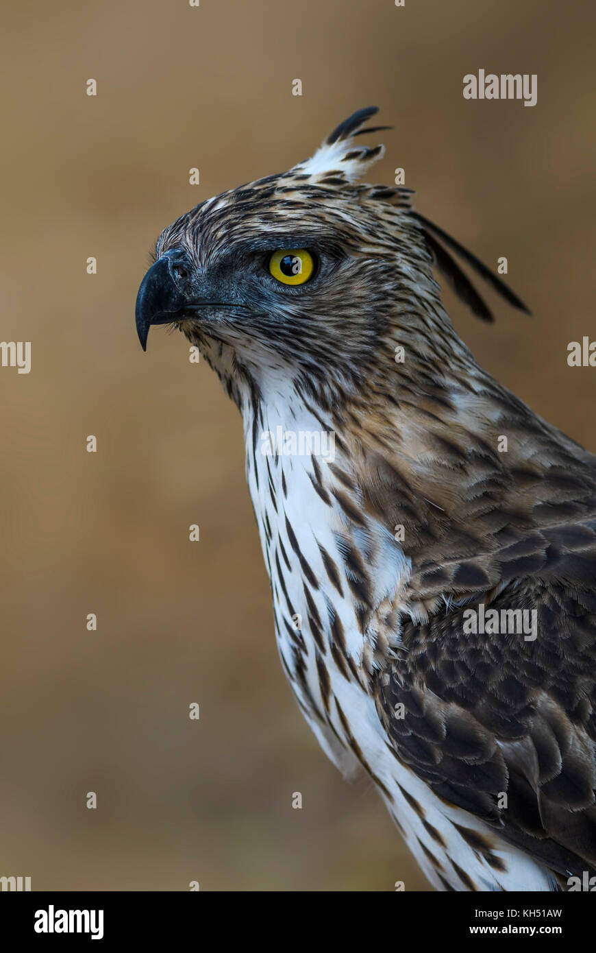 Crested hawk eagle spizaetus cirrhatus hi-res stock photography and images - Alamy