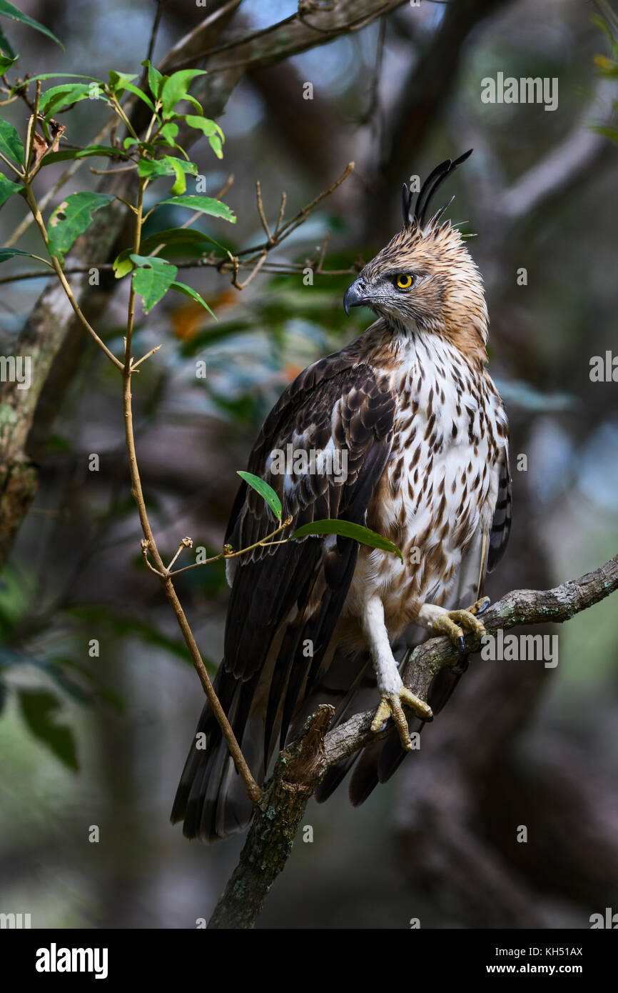 Changeable Hawk-eagle - Spizaetus cirrhatus, Sri Lanka Stock Photo - Alamy