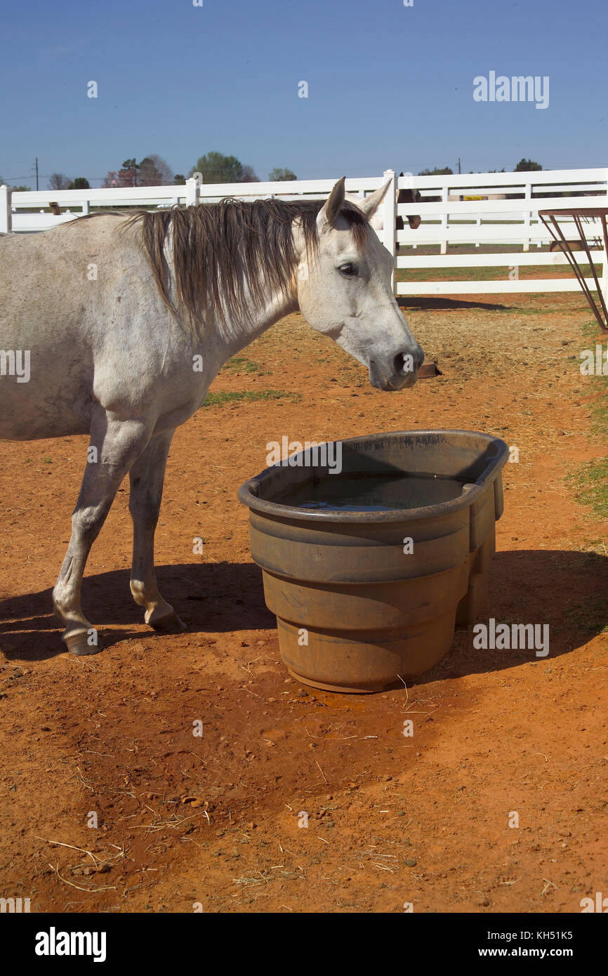 MARE DRINKING WATER FROM WATER TROUGH, AT THE UNIVERSITY OF GEORGIA'S ...