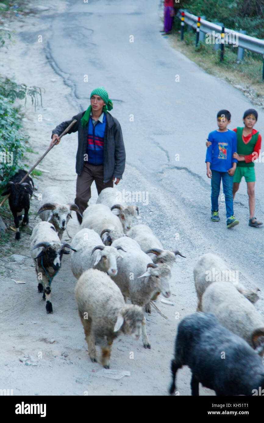 Himalayan Hill Beautiful The Sheep, Shepherd, Uttrakhand Sheep ...