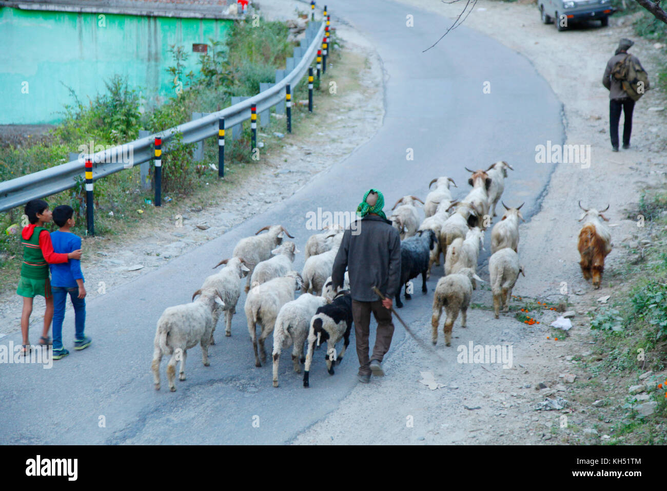 Himalayan Hill Beautiful The Sheep, Shepherd, Uttrakhand Sheep ...