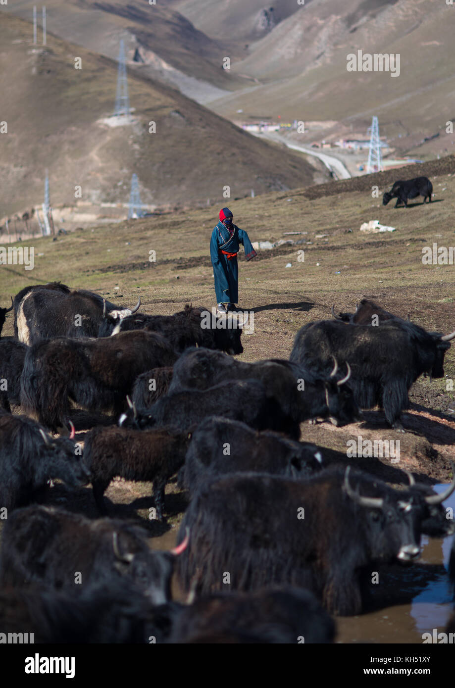 Tibetan nomad and yaks hi-res stock photography and images - Alamy