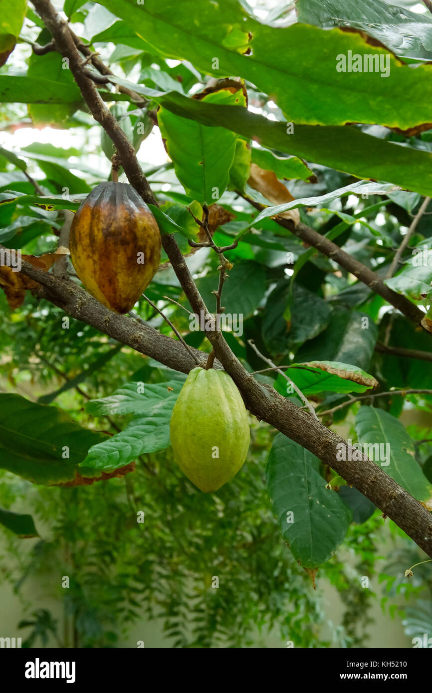 CACAO TREE (THEOBROMA CACAO) WITH CACAO SEED PODS GROWING IN THE ...