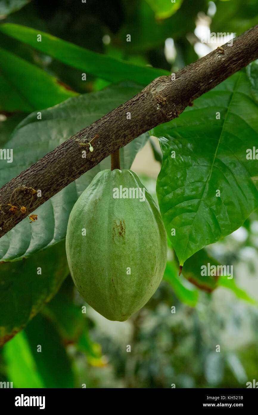 CACAO TREE (THEOBROMA CACAO) WITH CACAO SEED PODS GROWING IN THE ... CACAO TREE (THEOBROMA CACAO) WITH CACAO SEED PODS GROWING IN THE ...