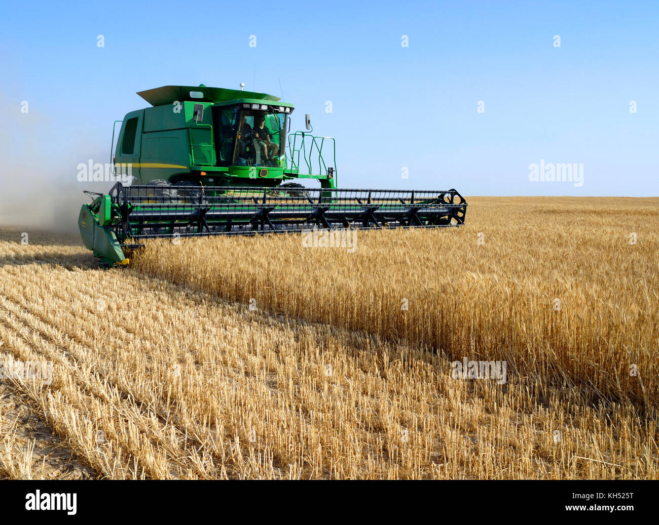 combine harvester harvesting wheat. Photographed in Israel, Kibbutz ...