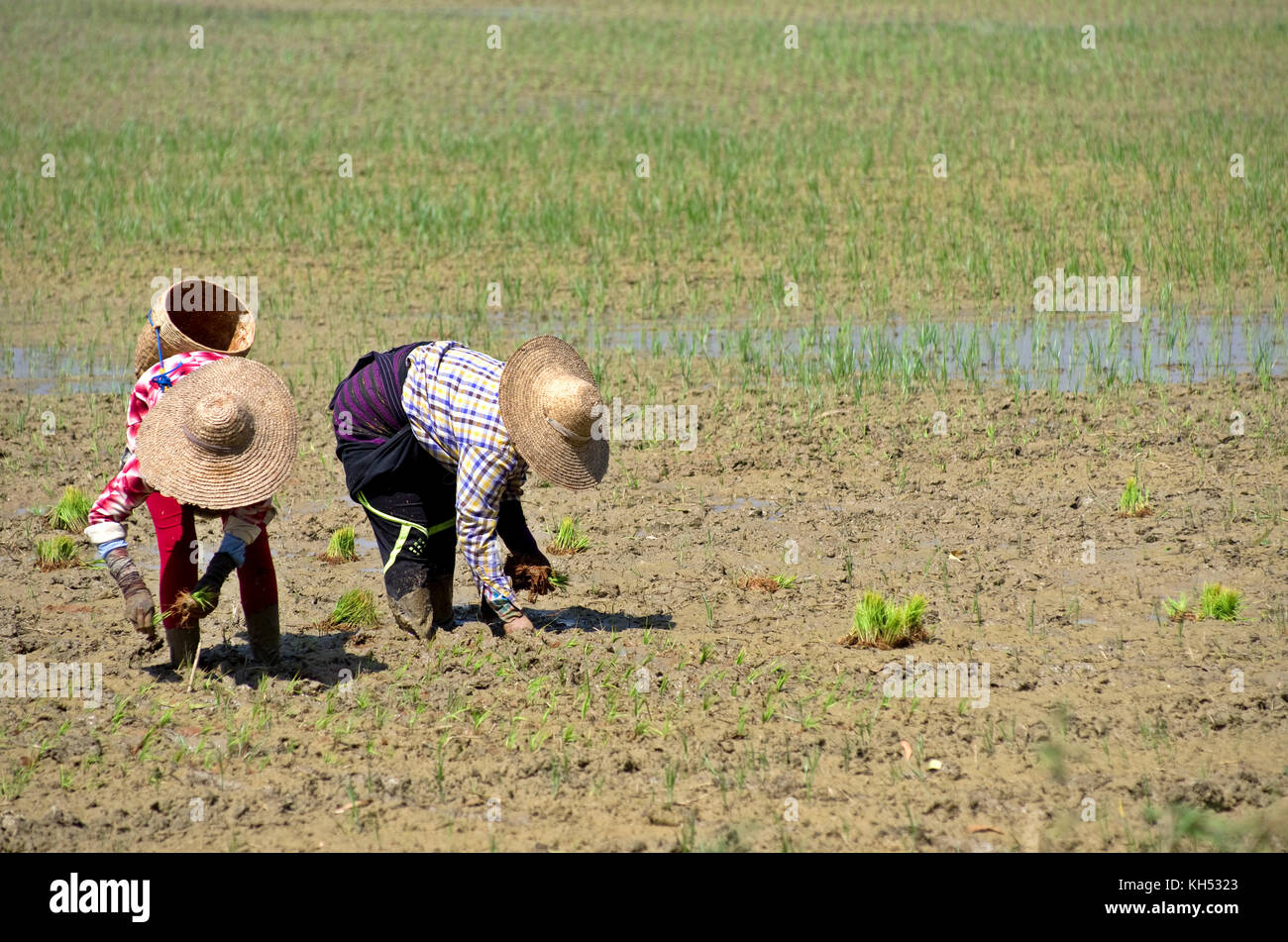 Women planting rice in fields, Inle Lake, Myanmar Burma Stock Photo - Alamy