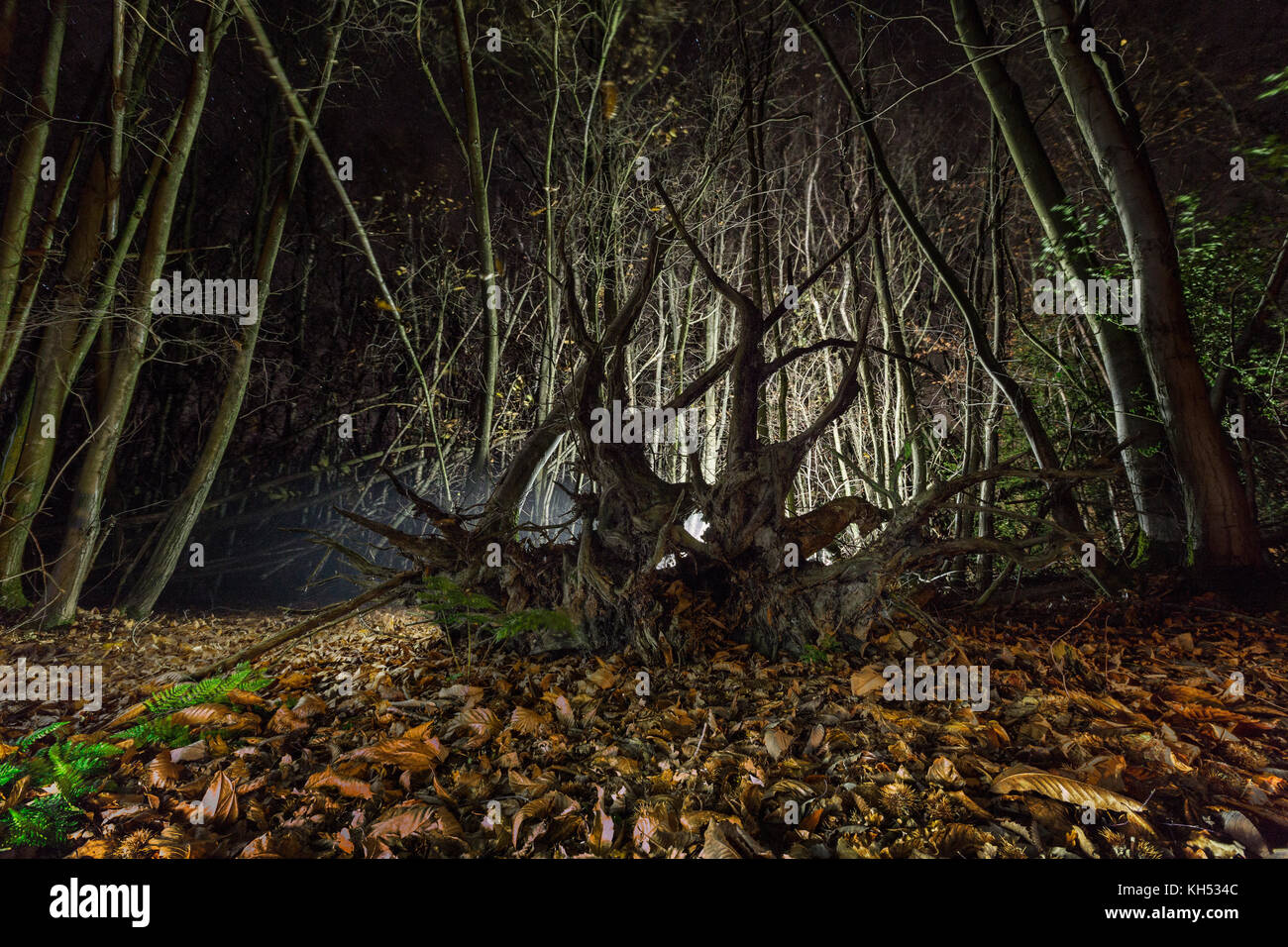 old tree roots Stock Photo - Alamy