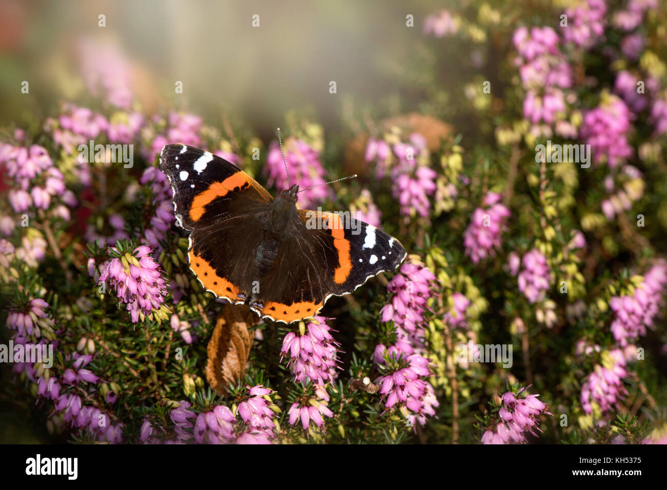 A red admiral butterfly collecting pollen from autumn flowering purple ...