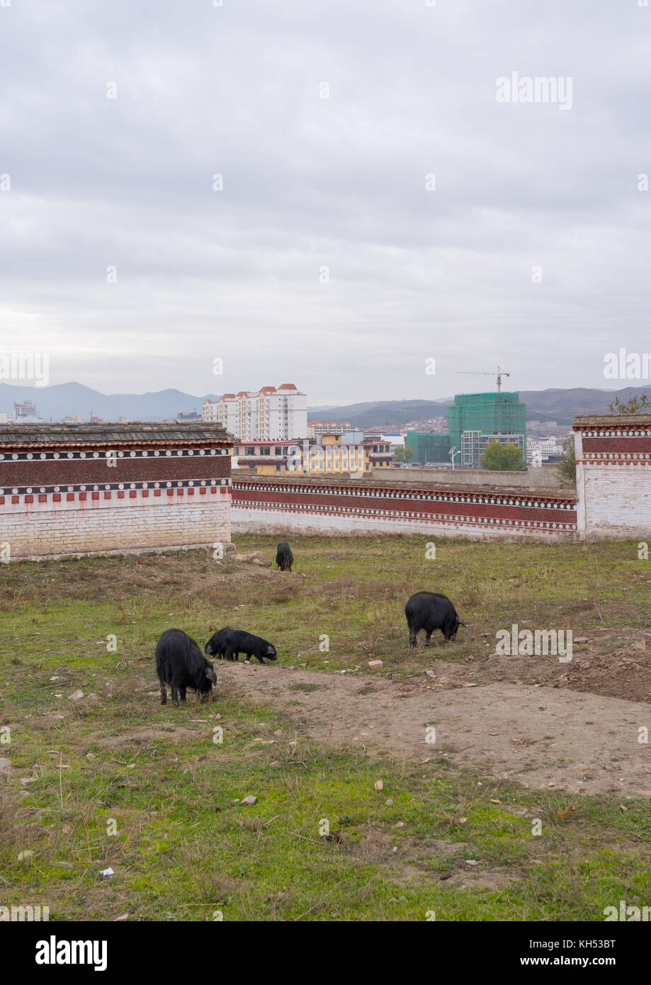 Hezuo pig hi-res stock photography and images - Alamy