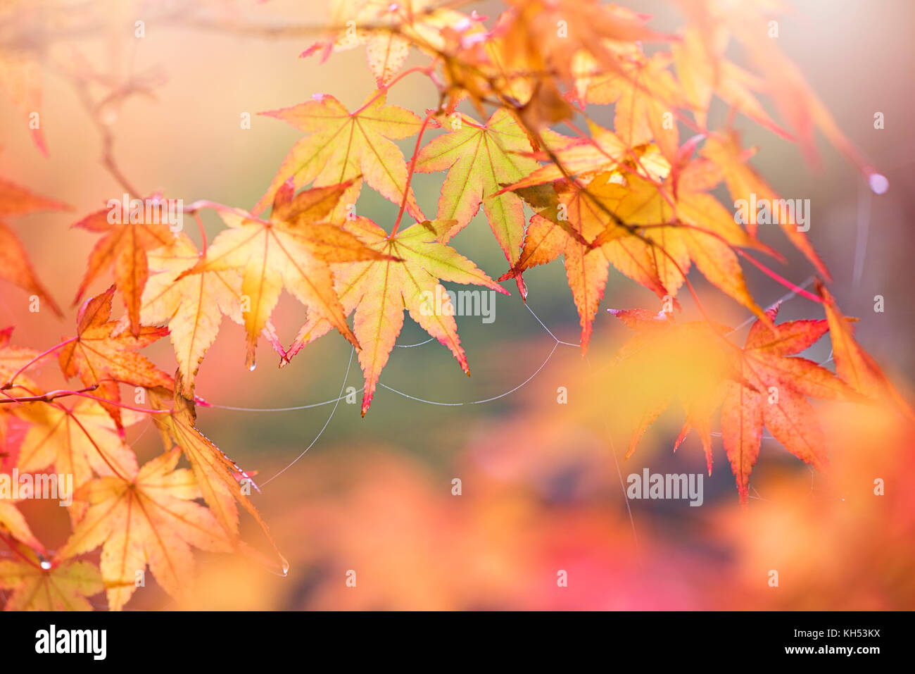 Close-up image of the beautiful autumn colours of Acer Palmatum leaves ...