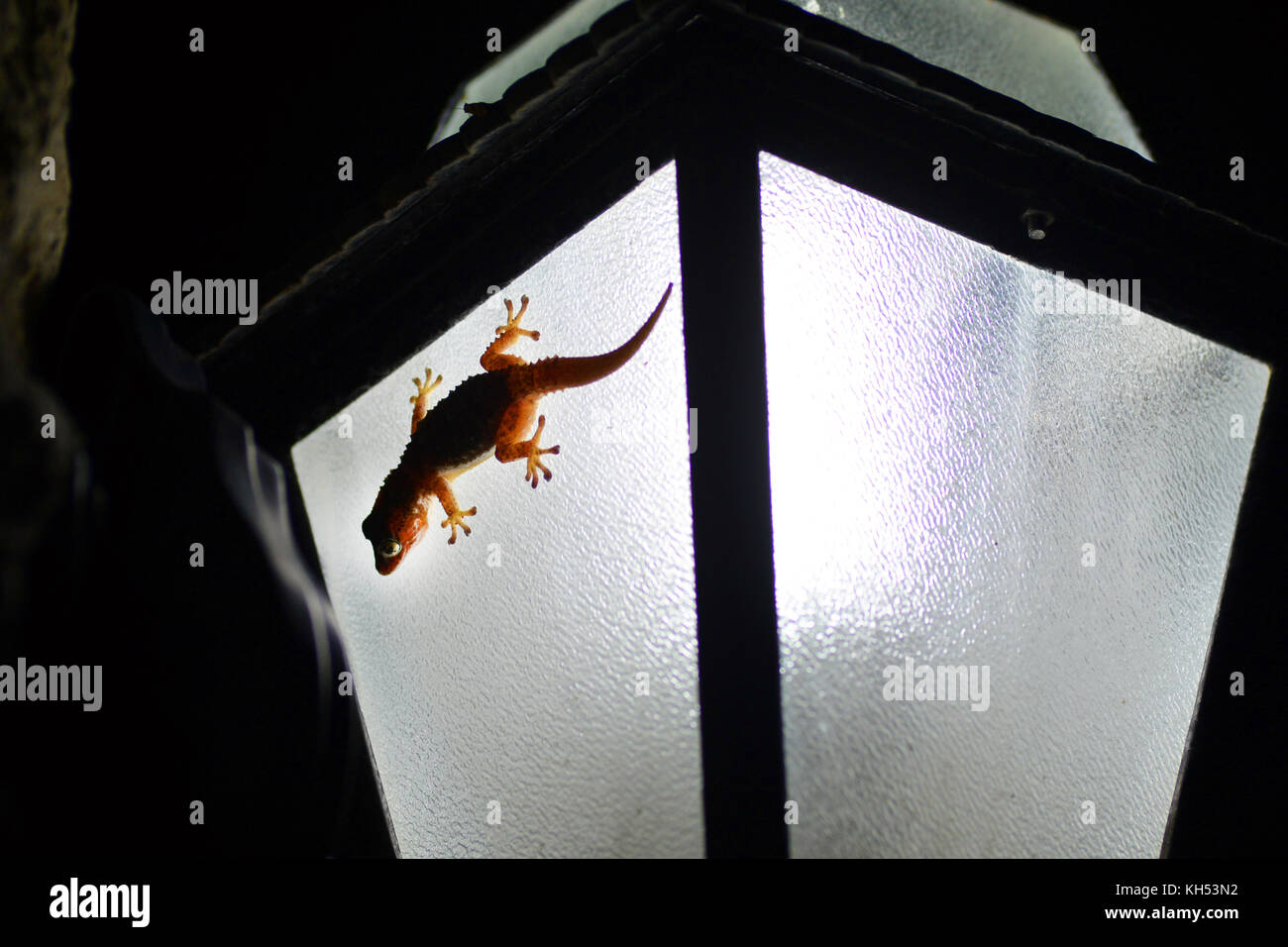 Lizard light hi-res stock photography and images - Alamy