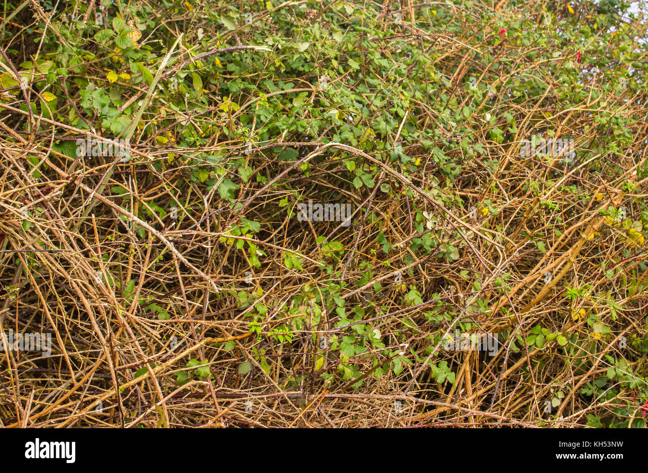Overgrown branches hi-res stock photography and images - Alamy
