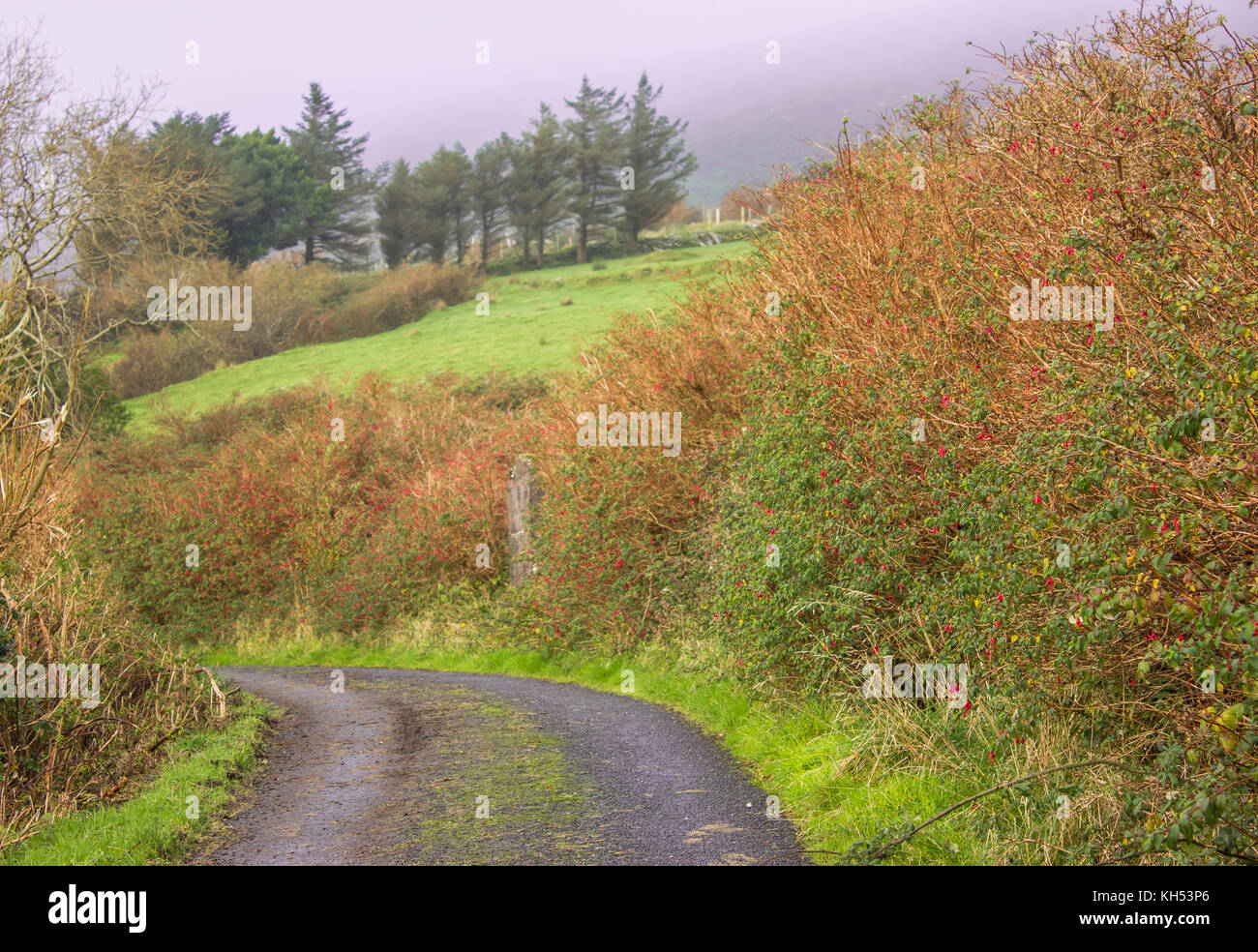 colored road in the forest with asphalt without people many color Stock ...