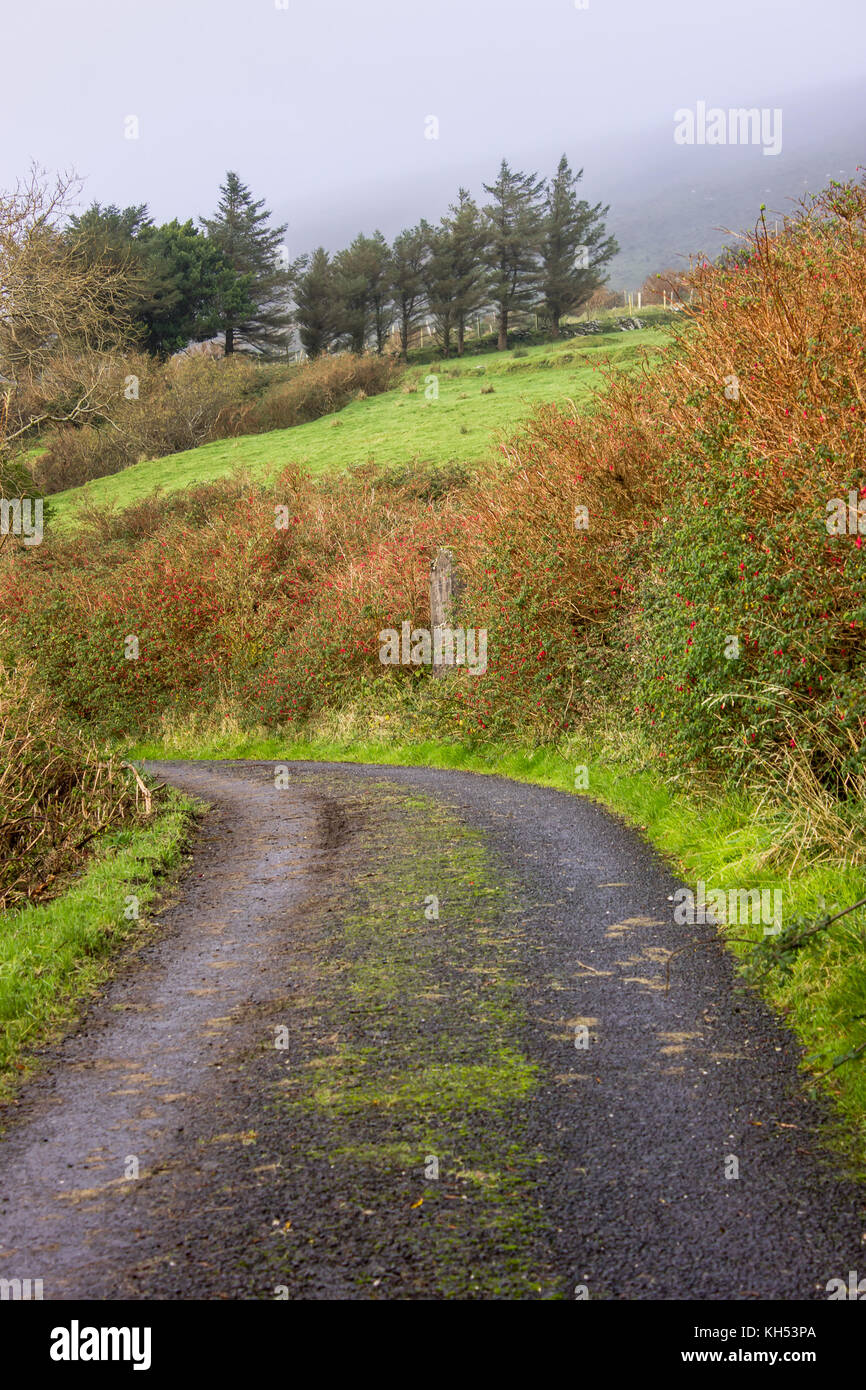 colored road in the forest with asphalt without people many color Stock ...