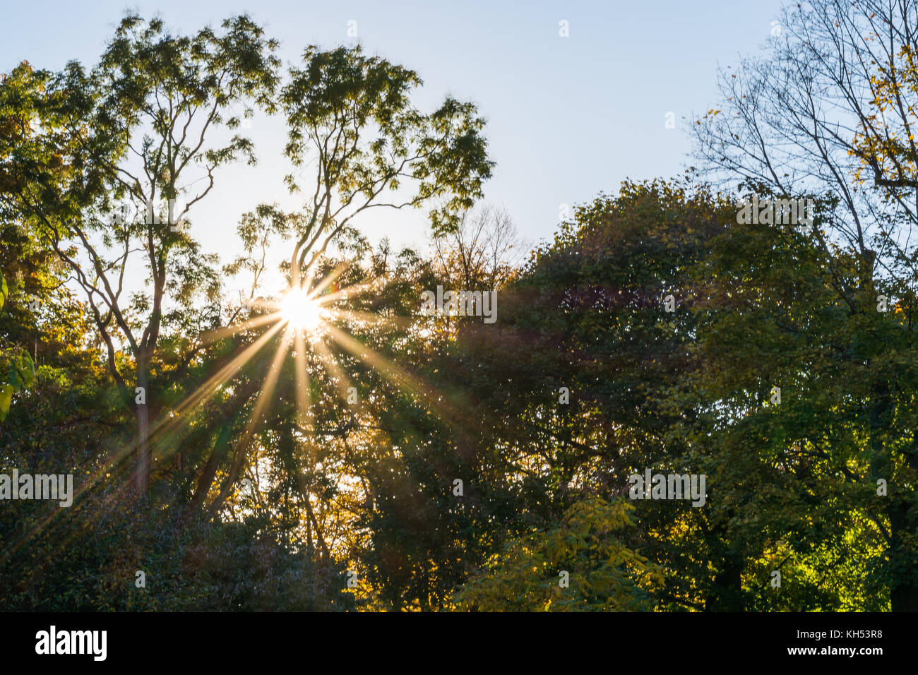 Sun rays coming through the trees in a park Stock Photo - Alamy