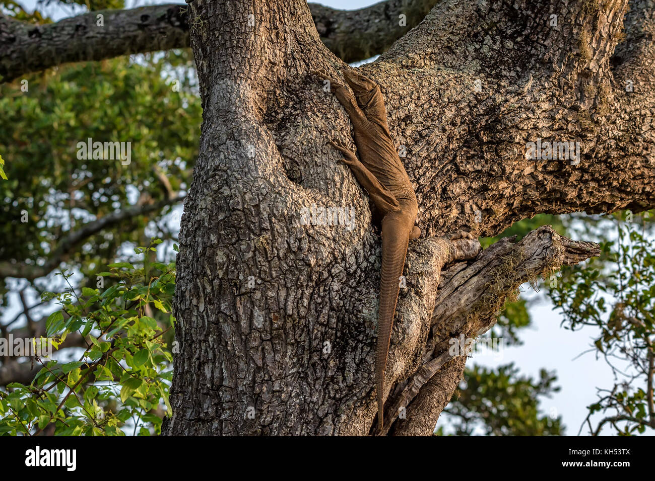 Bengal monitor or Varanus bengalensis Stock Photo - Alamy
