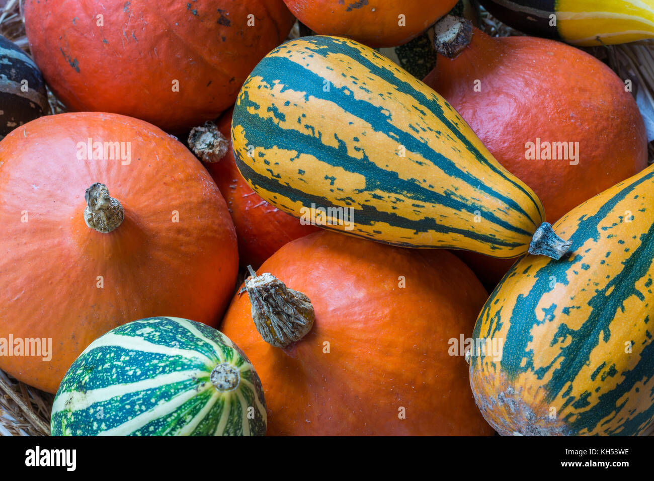 Pumpkins collection hi-res stock photography and images - Alamy