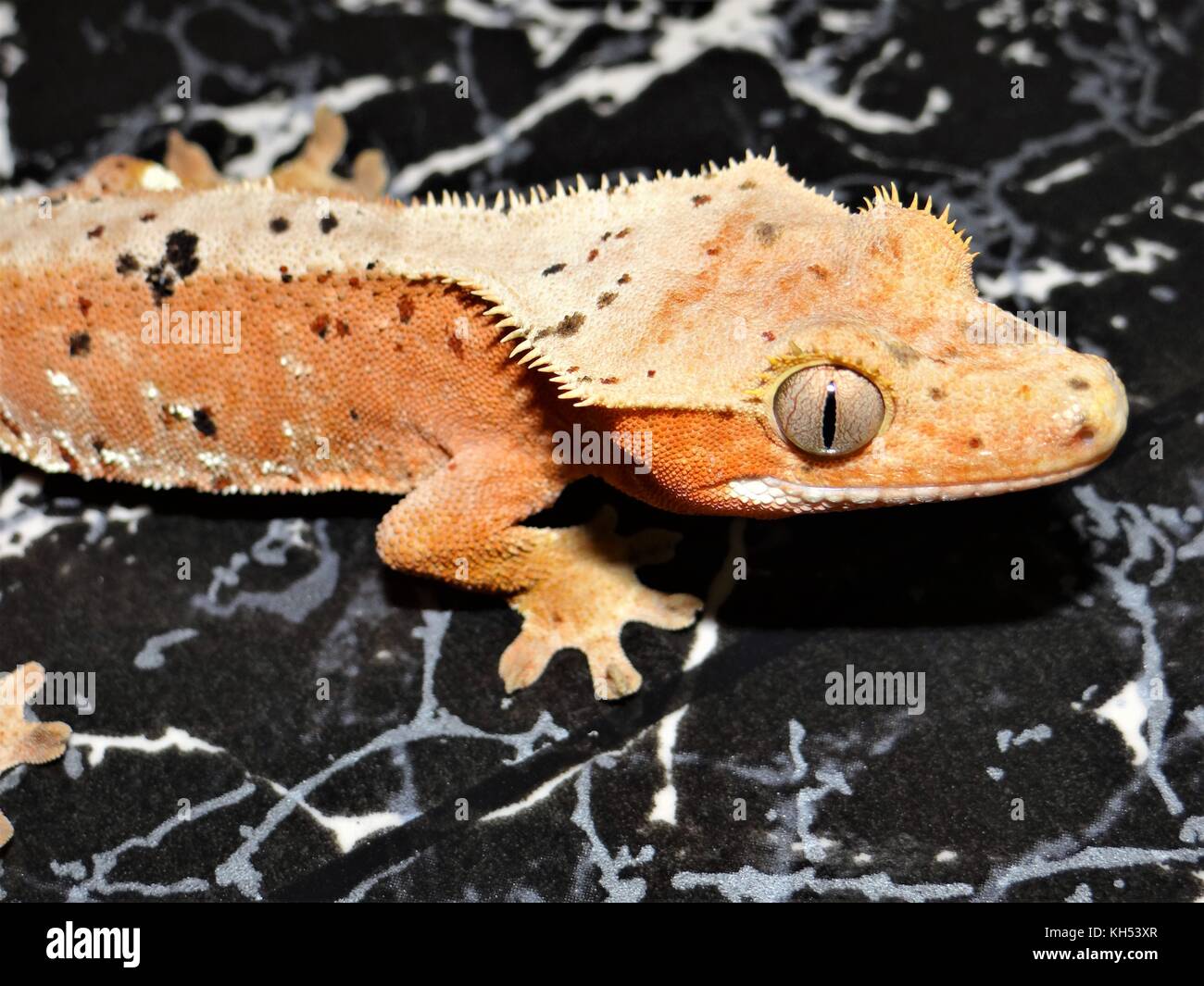 crested gecko morph dalmatian Stock Photo - Alamy