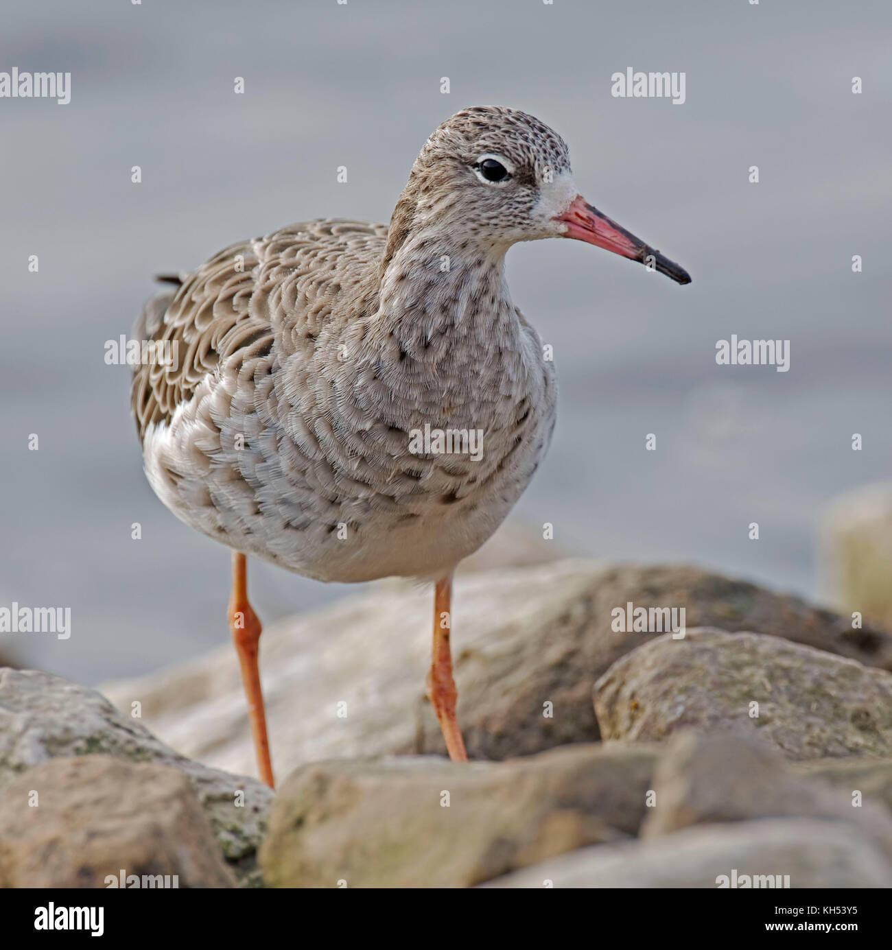 Birds with red legs hi-res stock photography and images - Alamy