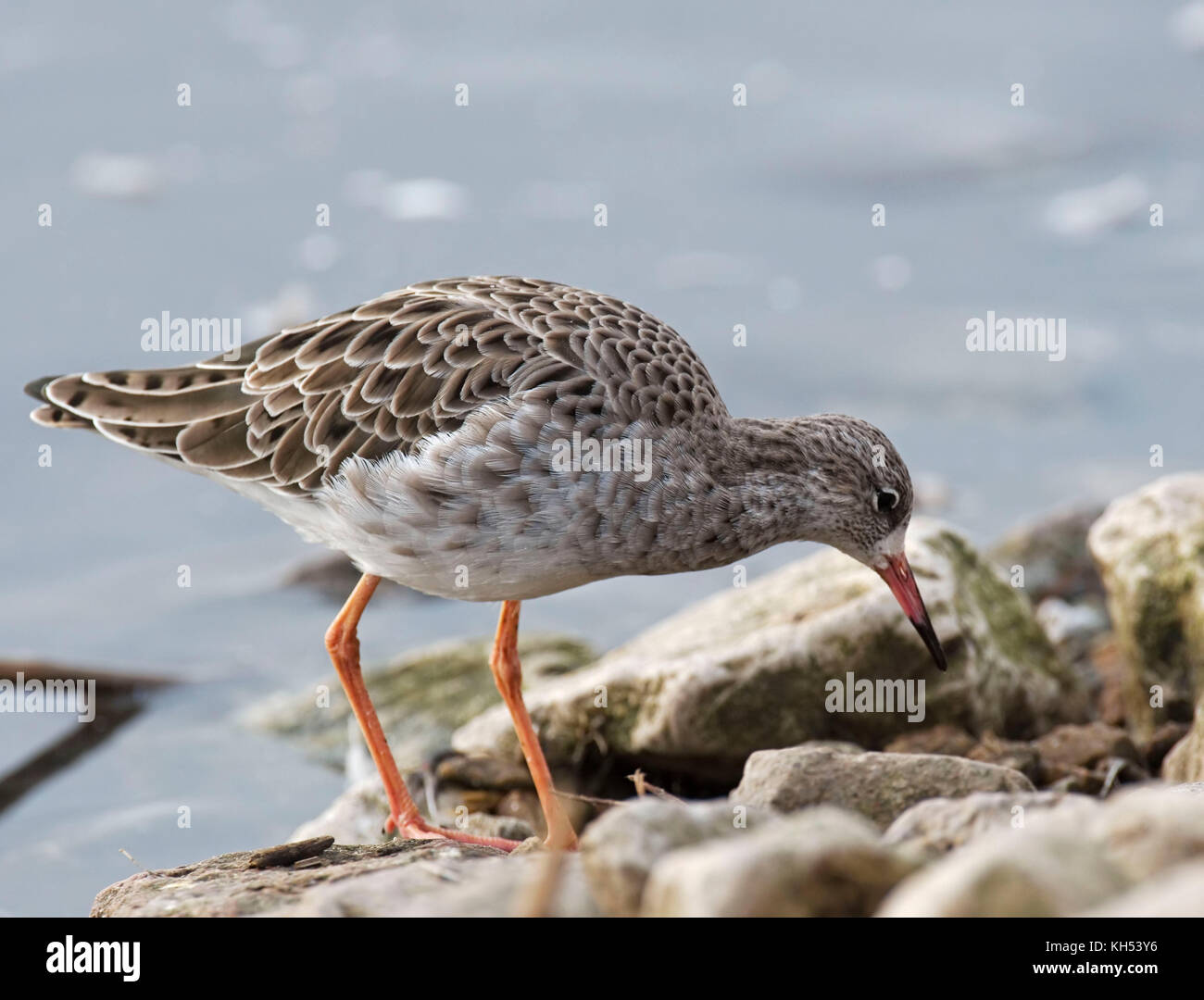 Birds with red legs hi-res stock photography and images - Alamy