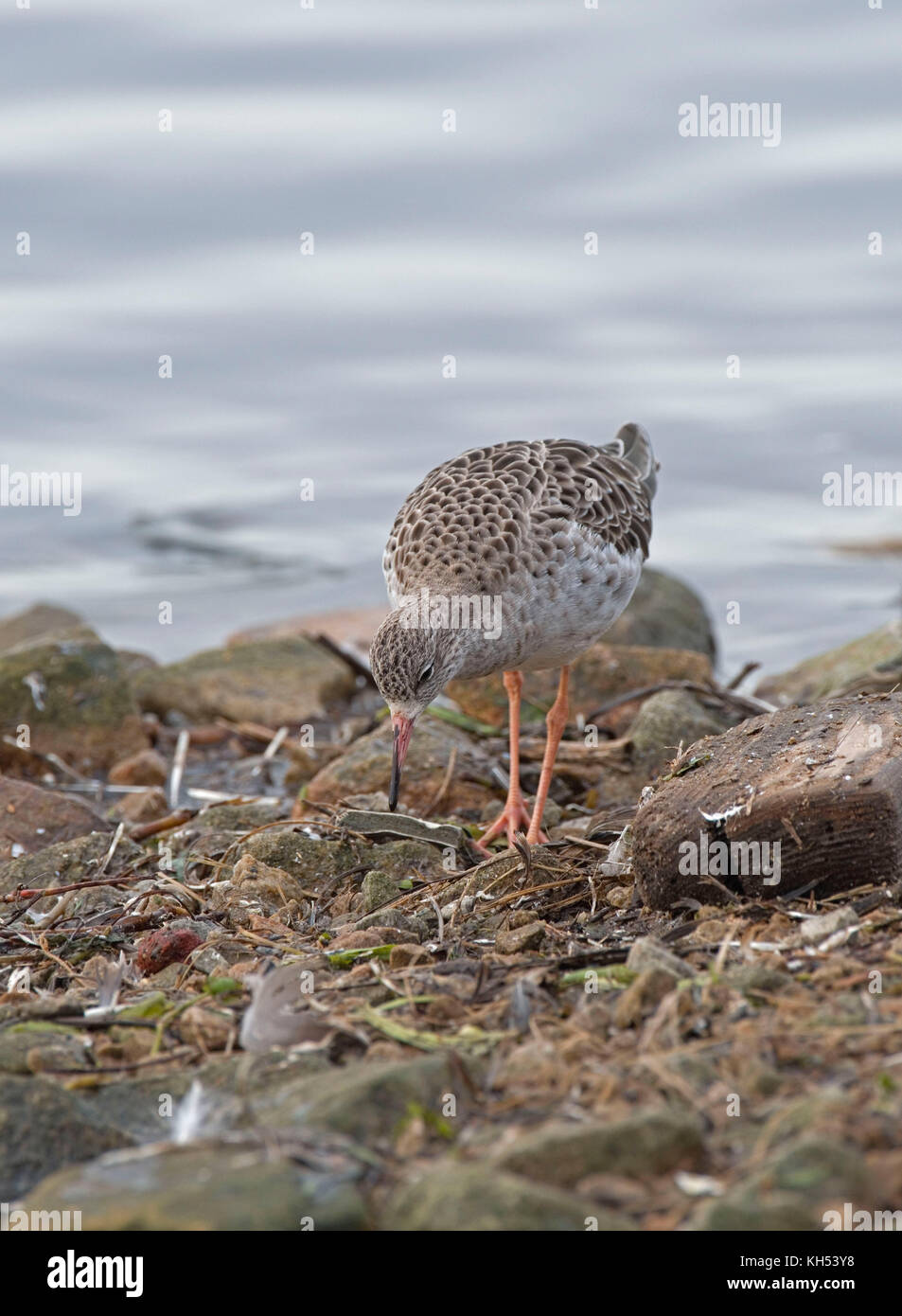 Birds with red legs hi-res stock photography and images - Alamy