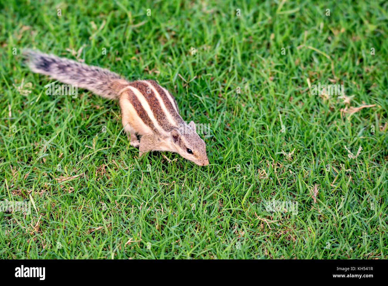 Northern palm squirrel or Funambulus pennantii Stock Photo - Alamy