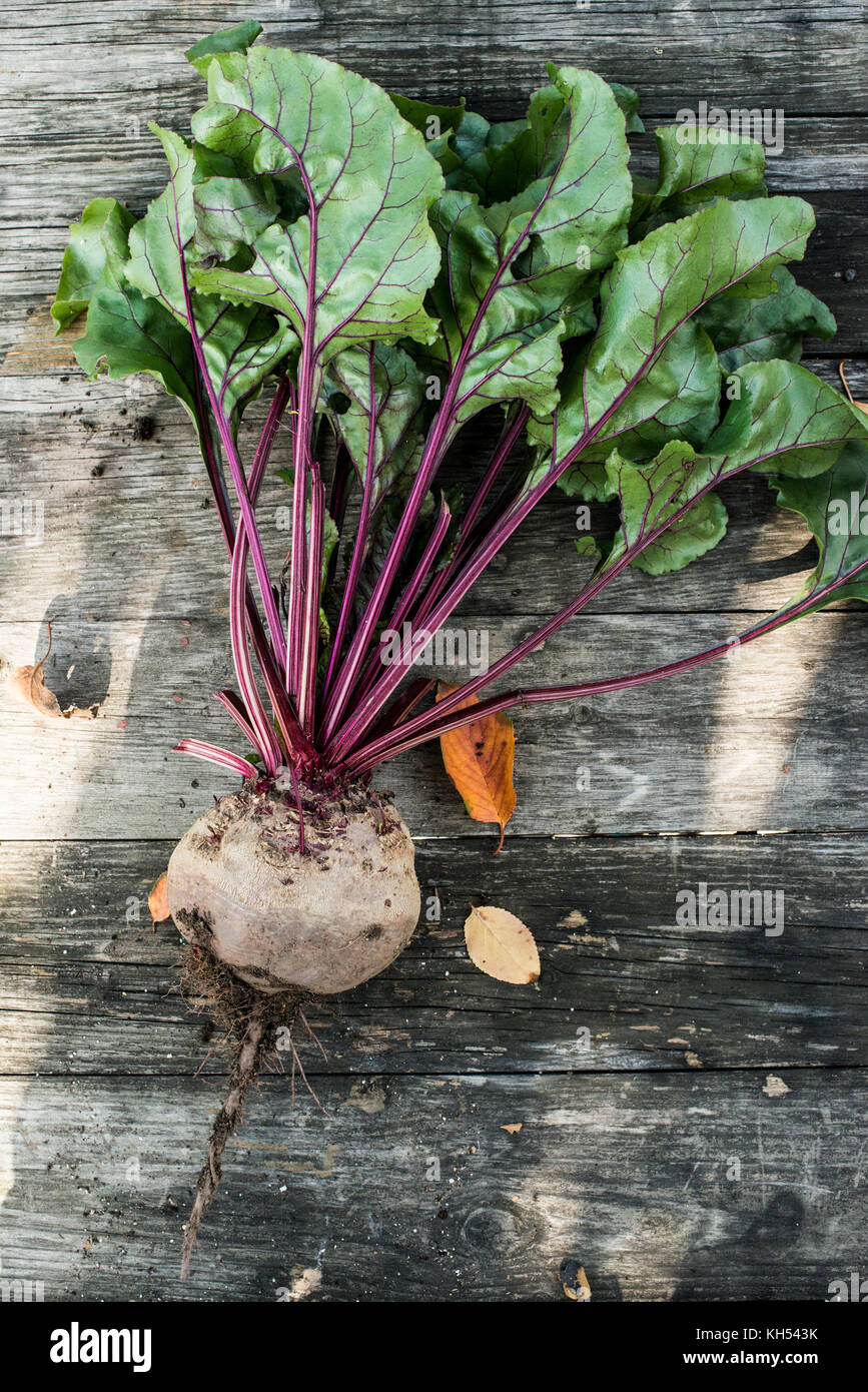 Picking beetroot leaf hi-res stock photography and images - Alamy
