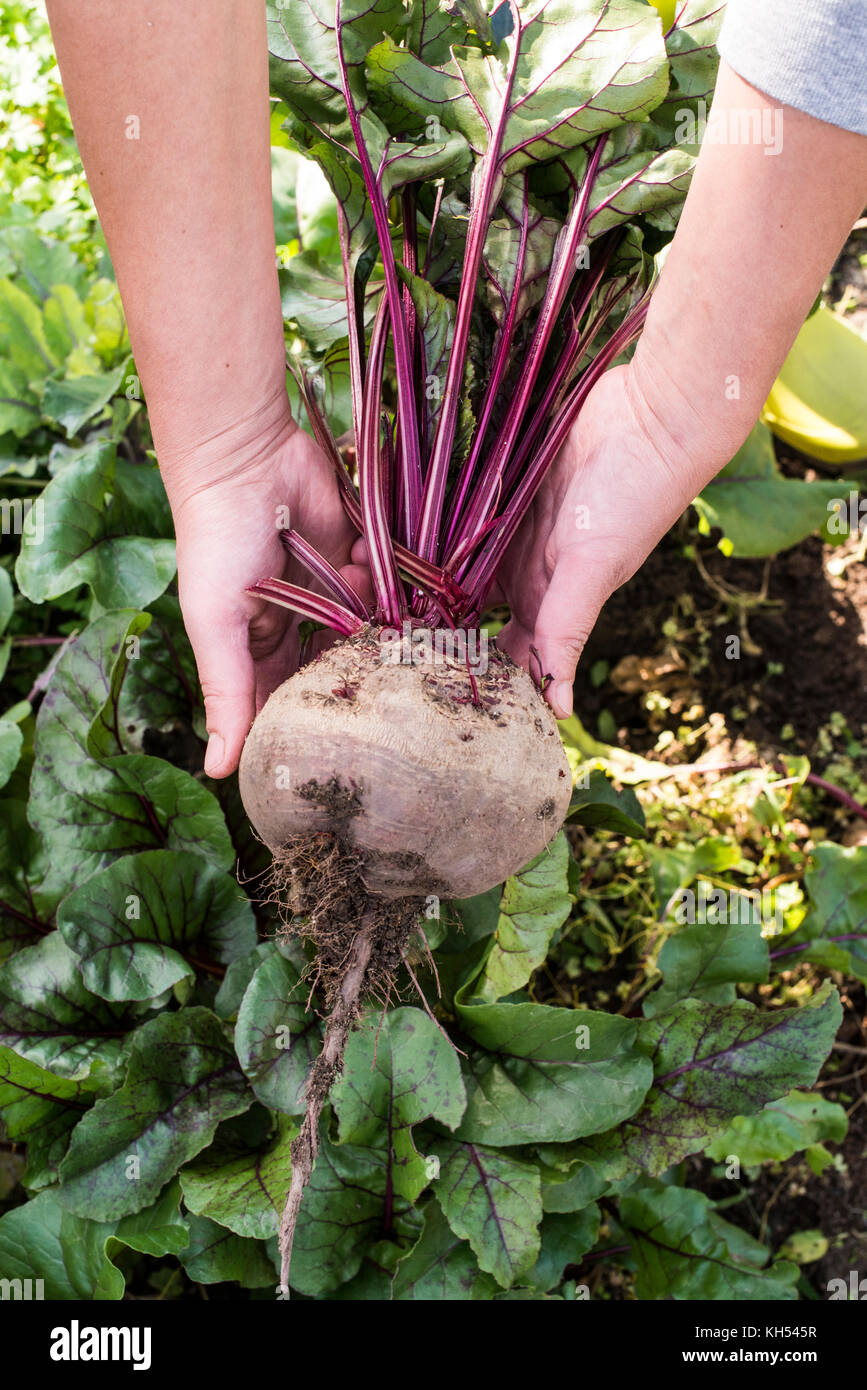 Picking red beets in the garden Stock Photo - Alamy