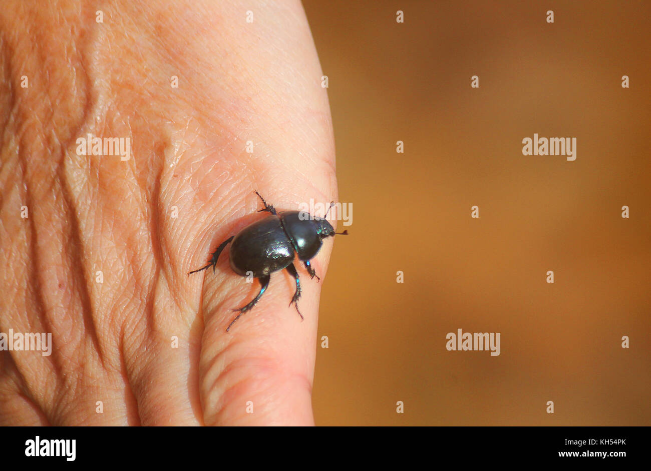 a beetle on the hand Stock Photo - Alamy