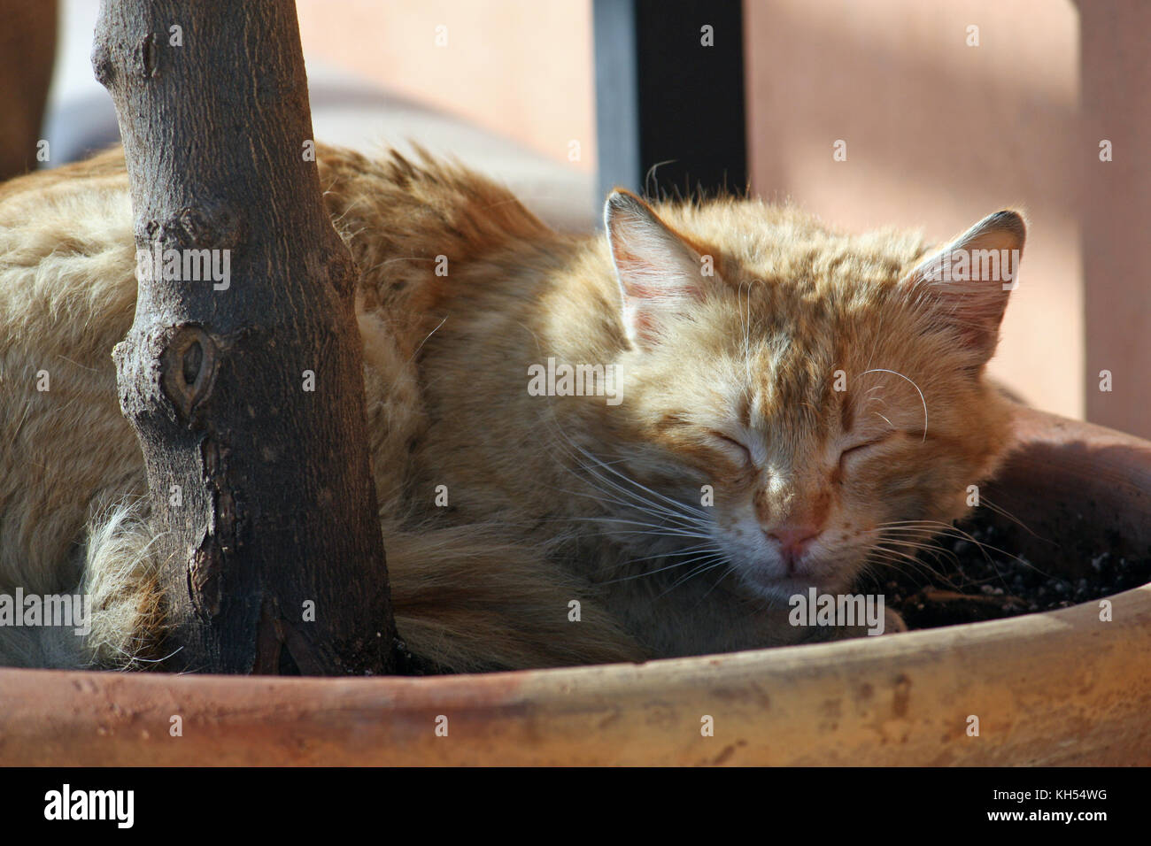 Sleepty hi-res stock photography and images - Alamy