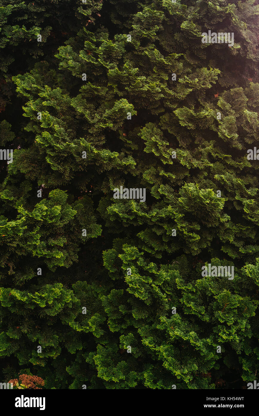 Creative layout made of green leaves. Flat lay. Nature Stock Photo - Alamy