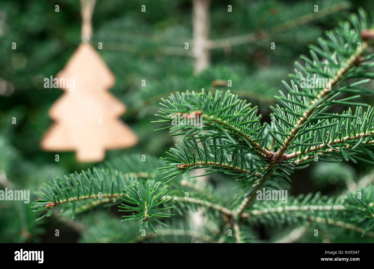 Christmas fir shape on branch Stock Photo - Alamy