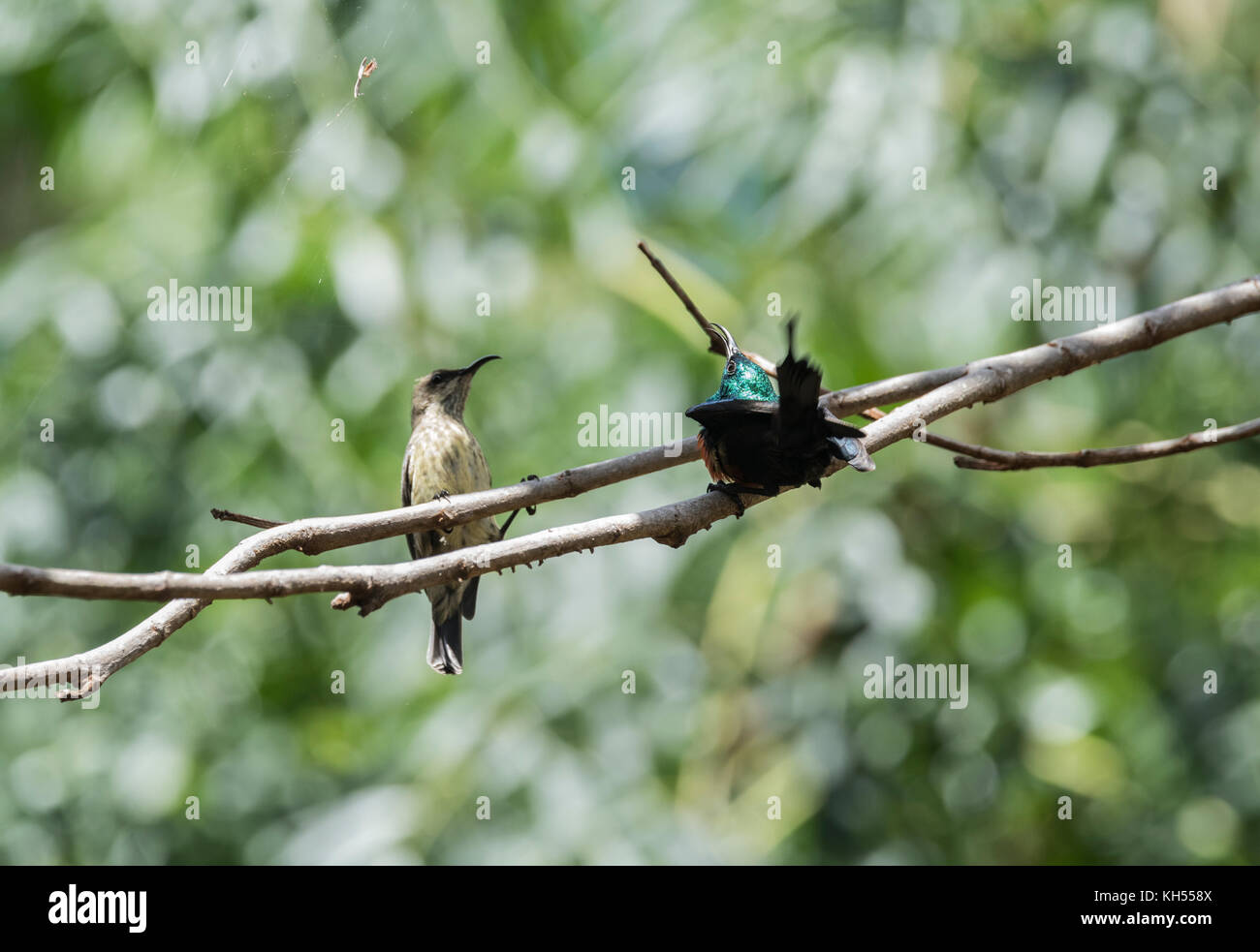 African sunbirds hi-res stock photography and images - Alamy