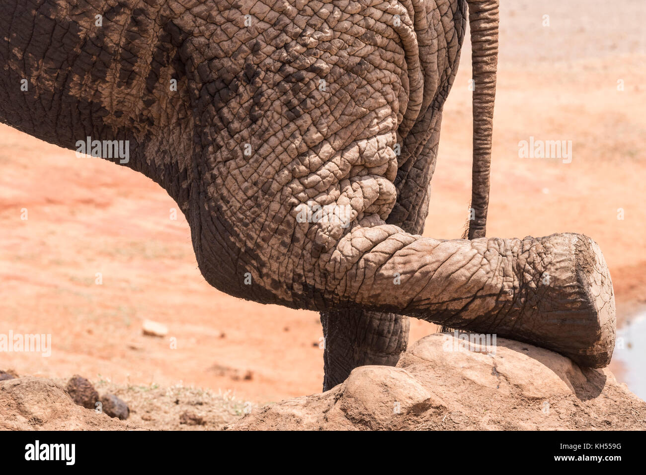 African Elephant (Loxodonta africana) leg stretching Stock Photo - Alamy