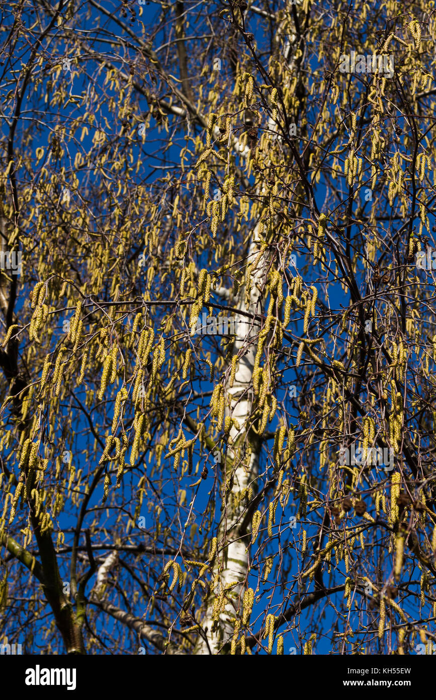 Silver birch tree catkins hi-res stock photography and images - Alamy