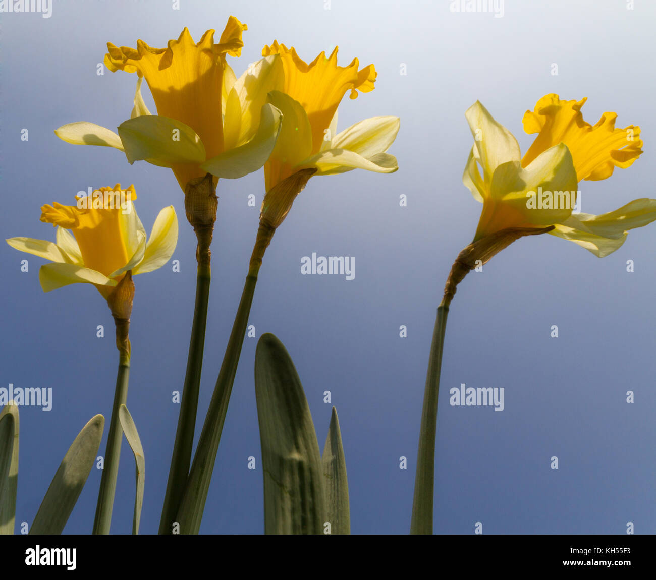 Spring daffodils on a sunny morning against blue sky Stock Photo - Alamy