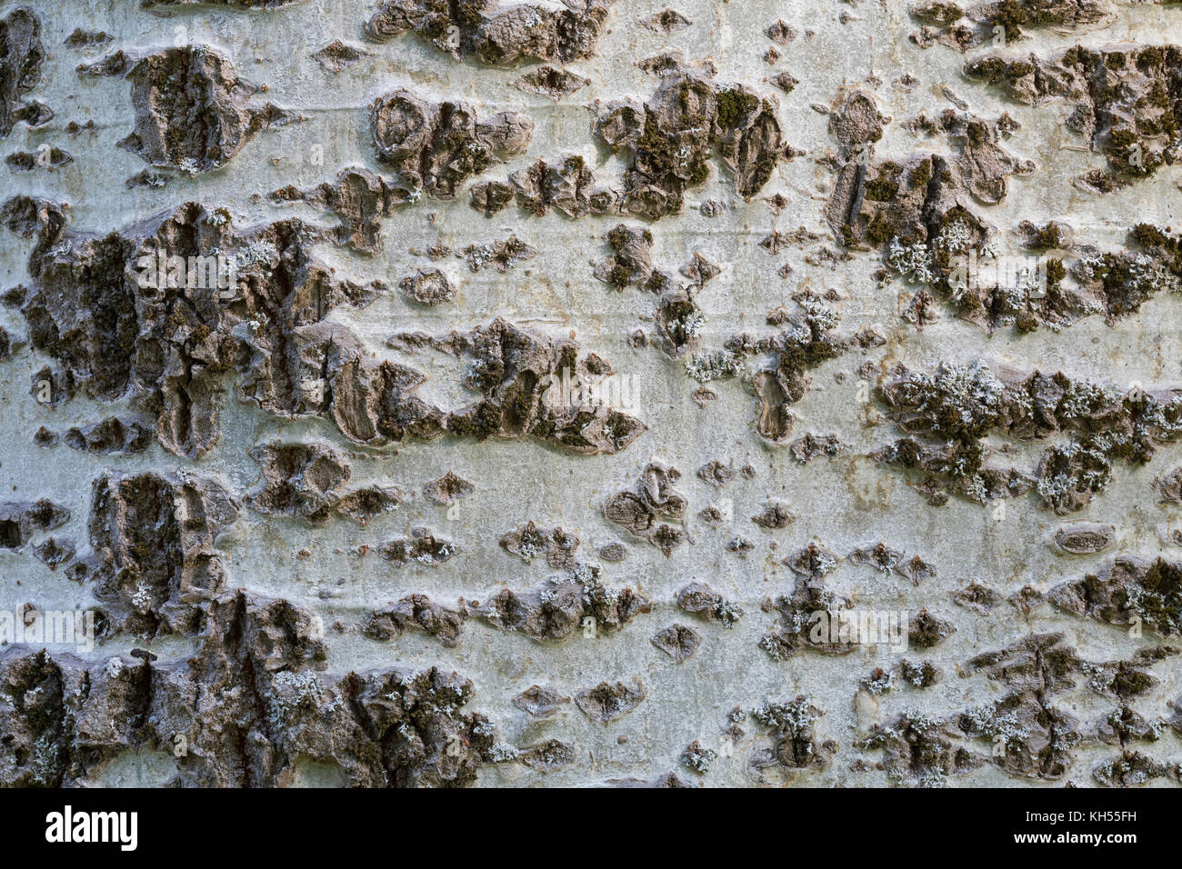Weisspappel silber pappel populus alba hi-res stock photography and ...