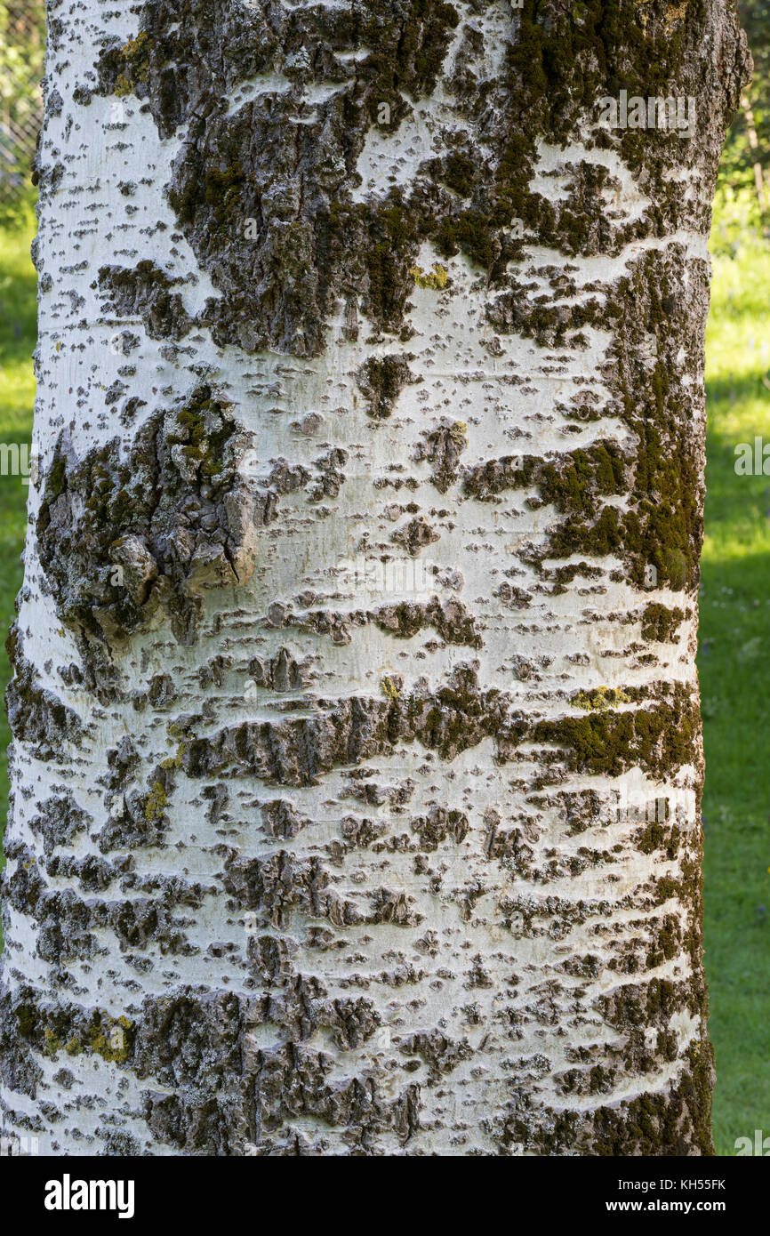 Weisspappel Silber Pappel Populus Alba High Resolution Stock ...