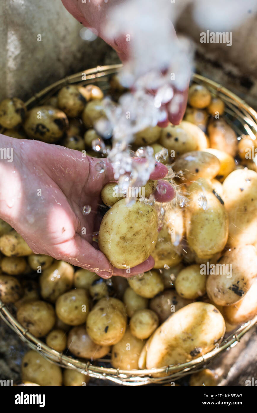 Cleaning potatoes hi-res stock photography and images - Alamy