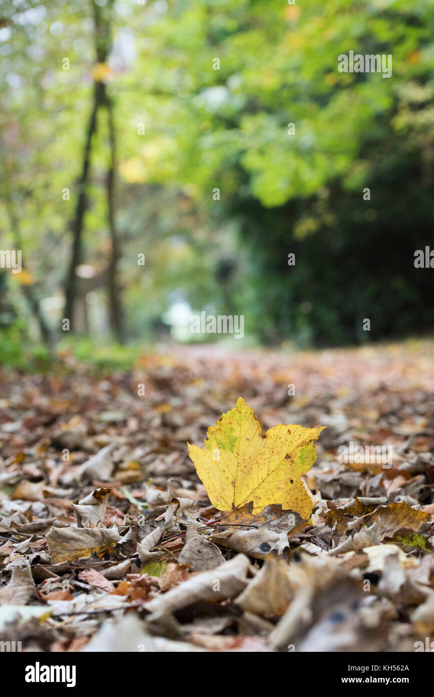 Fallen autumn leaf on a woodland path in the english countryside. UK ...
