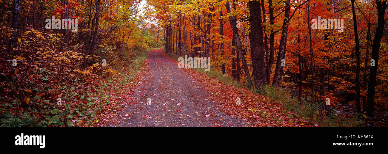 USA. New Hampshire. Bath. Single track road through forest in fall ...