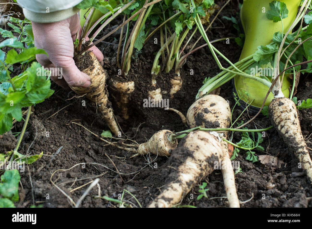 Close up parsnips in the garden. Woman pulls out parsnips Stock Photo ...