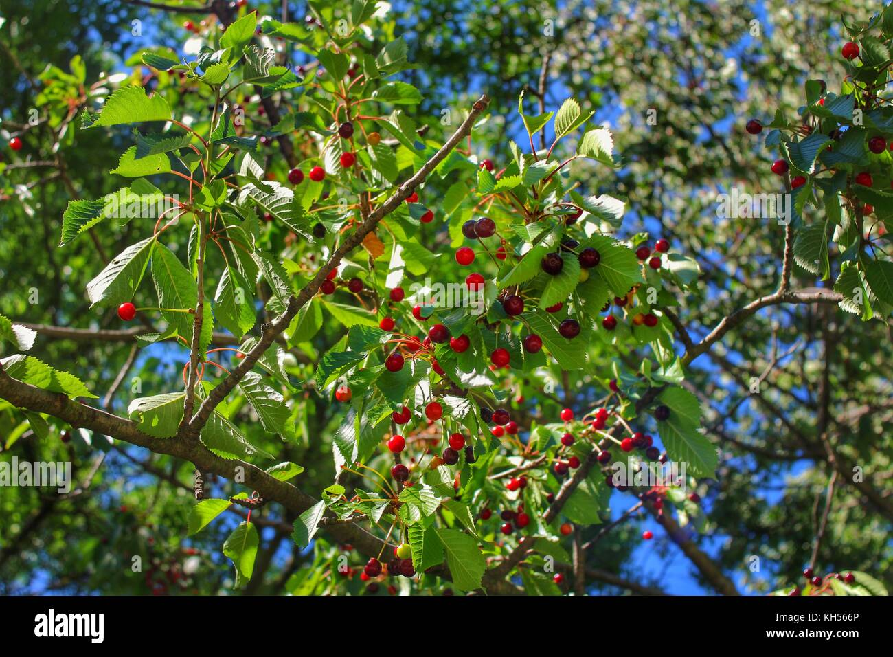 June berry tree hi-res stock photography and images - Alamy